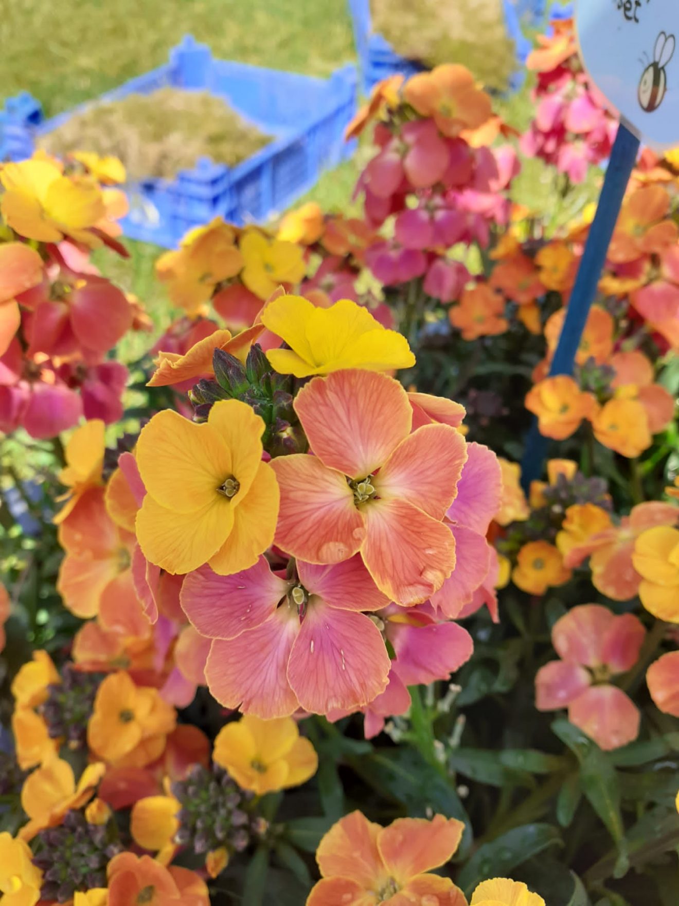 Erysimum 'Spring Breeze Sunset' | Proctors Nursery