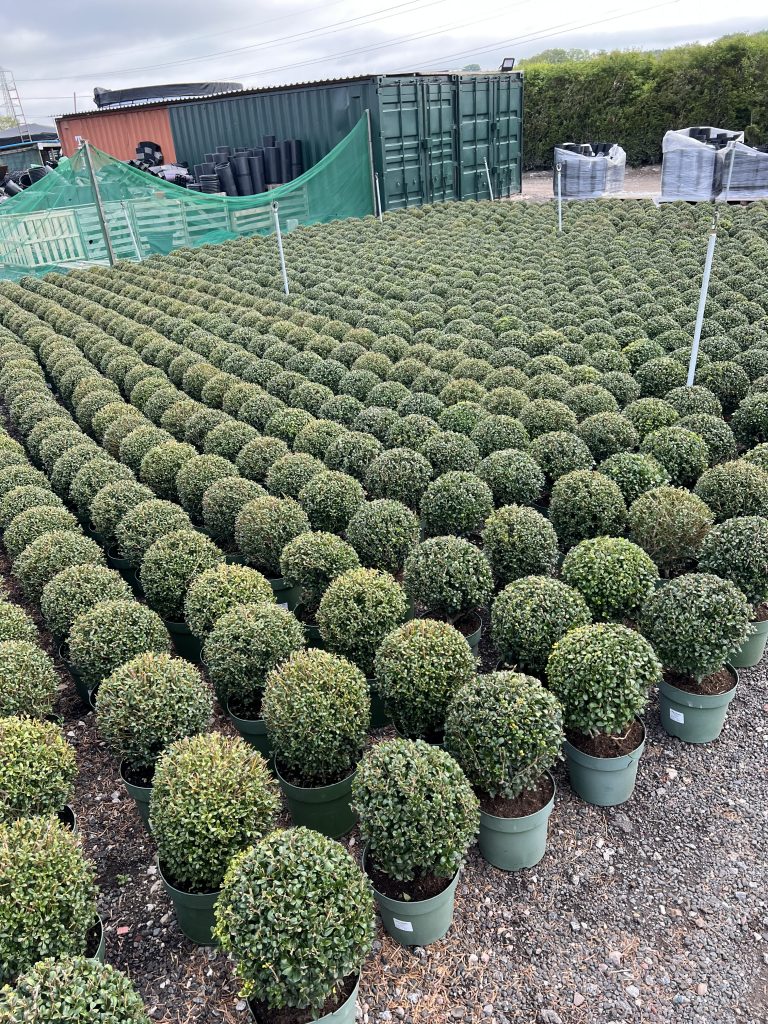 Topiary Ball - Ilex crenata Jenny | Proctors Nursery