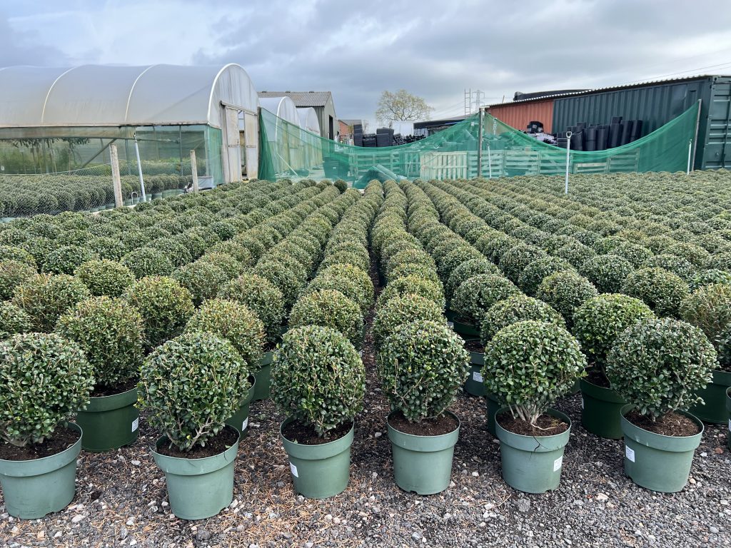 Topiary Ball - Ilex crenata Jenny | Proctors Nursery