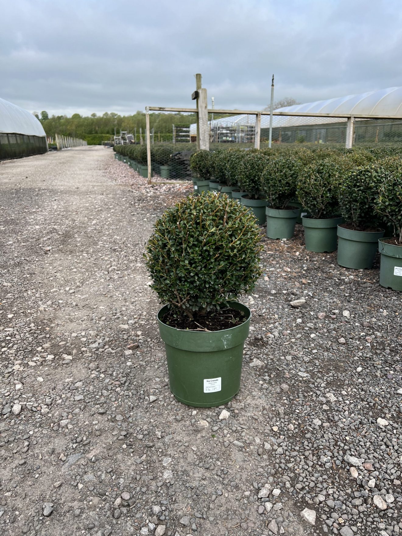 Topiary Ball - Ilex crenata Jenny | Proctors Nursery
