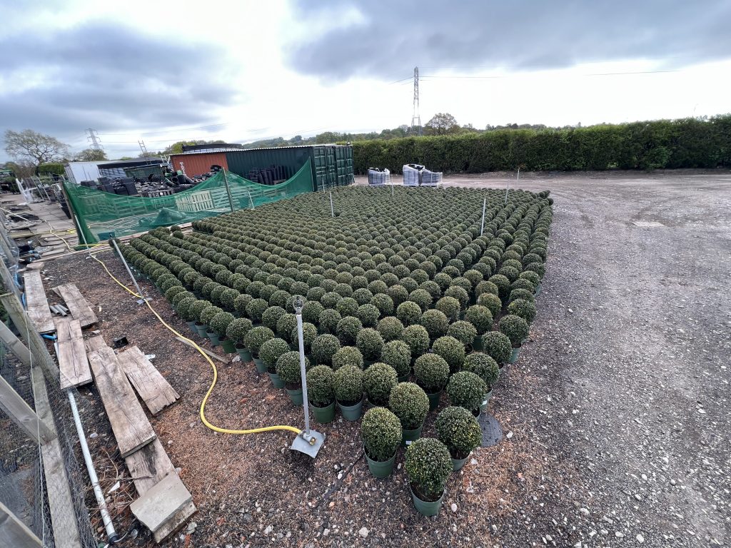 Topiary Ball - Ilex crenata Jenny | Proctors Nursery