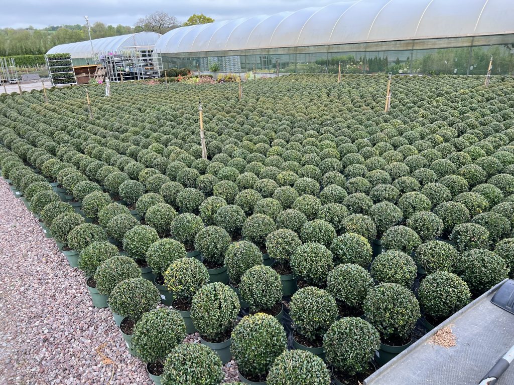 Topiary Ball - Ilex crenata Jenny | Proctors Nursery