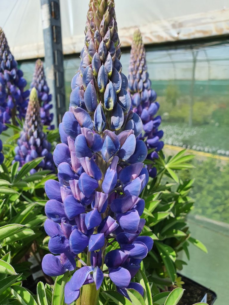 Lupin West Country 'Melody' | Shop Established Lupins | Proctors Nursery