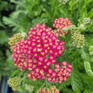 Buy Achillea Plants Online | Online Shop | Proctors Nursery