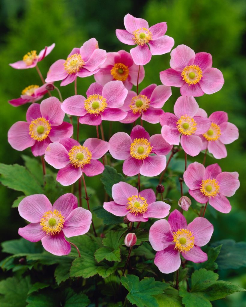 Anemone hupenhensis 'Praecox' | Shop Anemone | Proctors Nursery