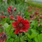 Buy Geum Plants Online | Online Shop | Proctors Nursery