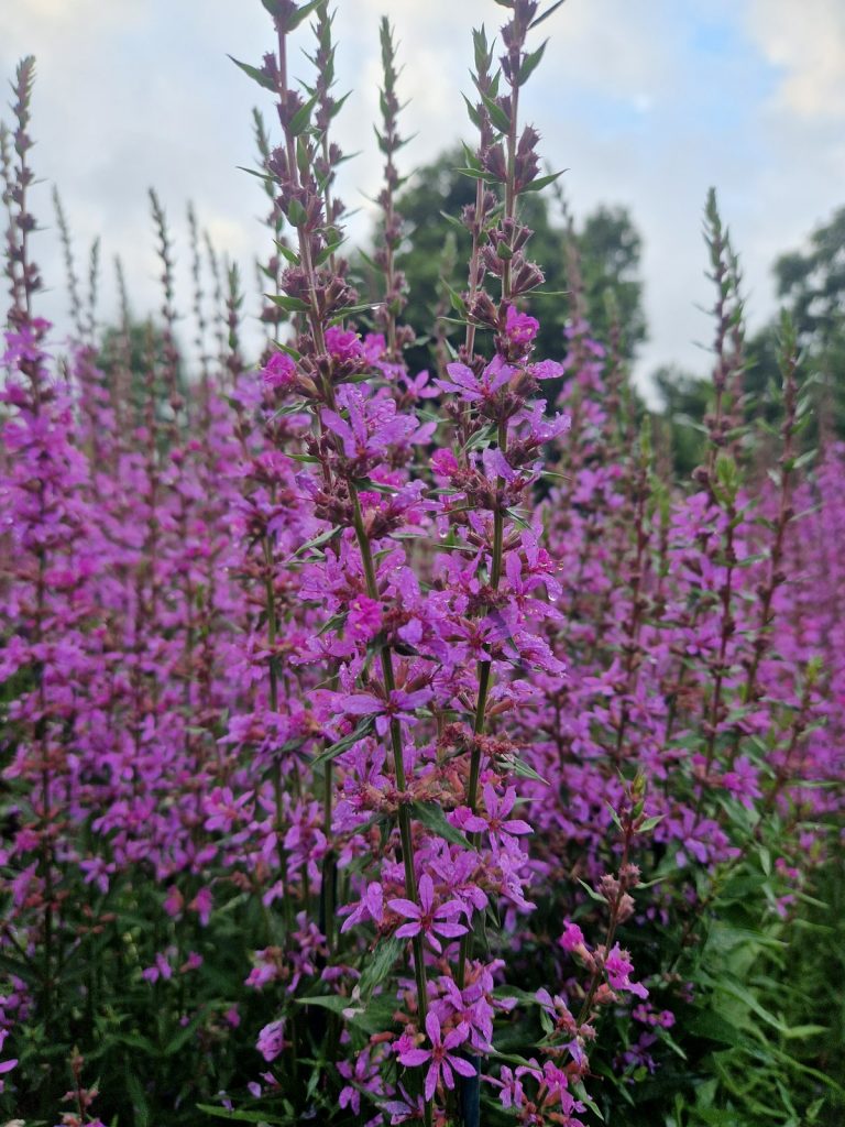 Lythrum virgatum 'Dropmore Purple' | Proctors Nursery