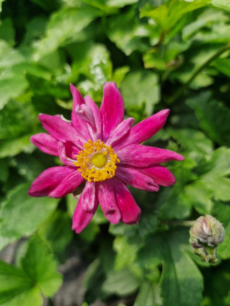 Anemone hupehensis var. japonica 'Pamina' | Shop Anemone | Proctors Nursery