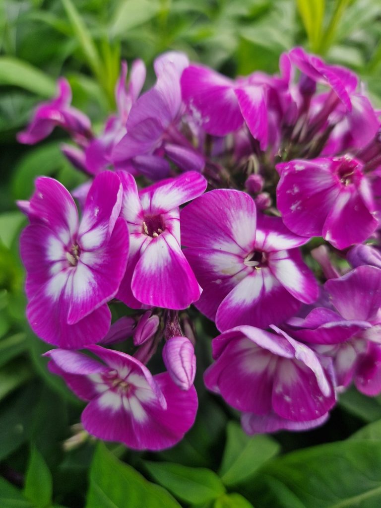 Phlox paniculata 'Laura' | Shop Well Established Phlox | Proctors Nursery