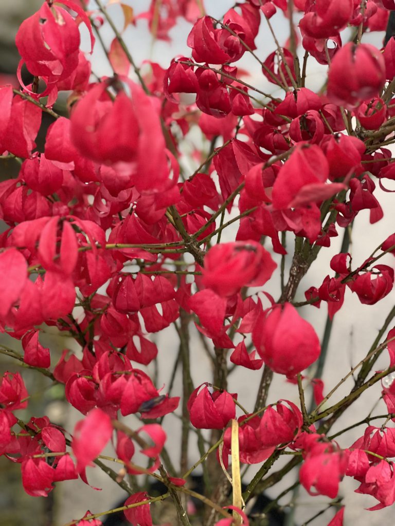 Euonymus alatus 'Compactus' | Shop Euonymus | Proctors Nursery