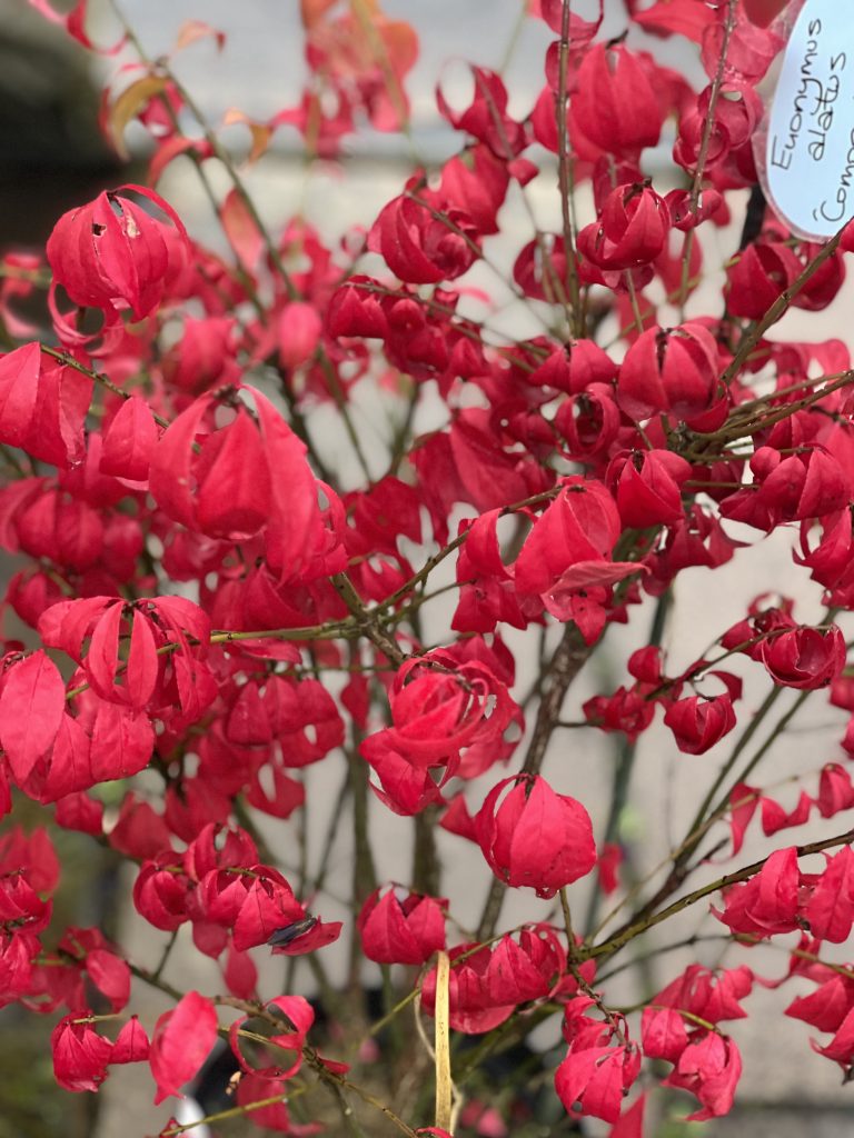 Euonymus alatus 'Compactus' | Shop Euonymus | Proctors Nursery