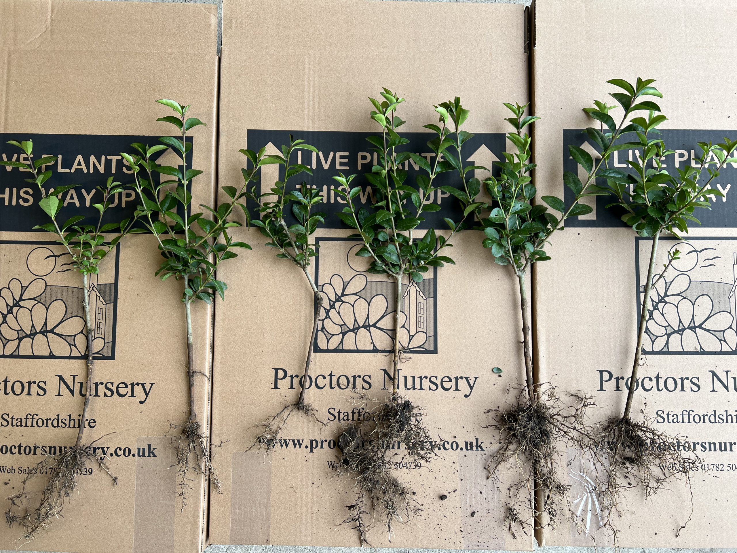 10 x Bare Root Transplants - Laurel & Privet | Proctors Nursery