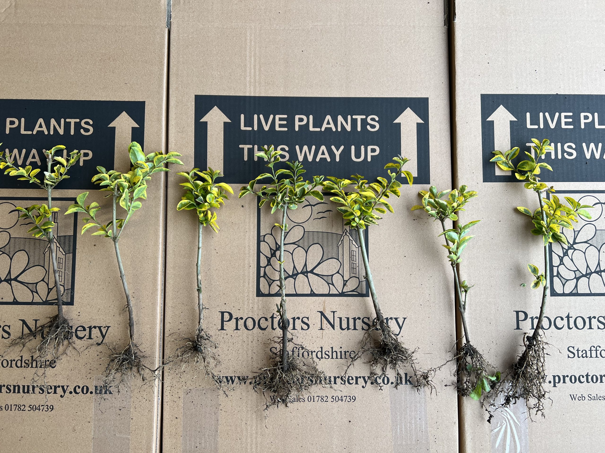 10 x Bare Root Transplants - Laurel & Privet | Proctors Nursery