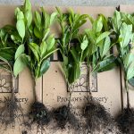 Proctors Nursery | Buy Plants Online | Online Shop