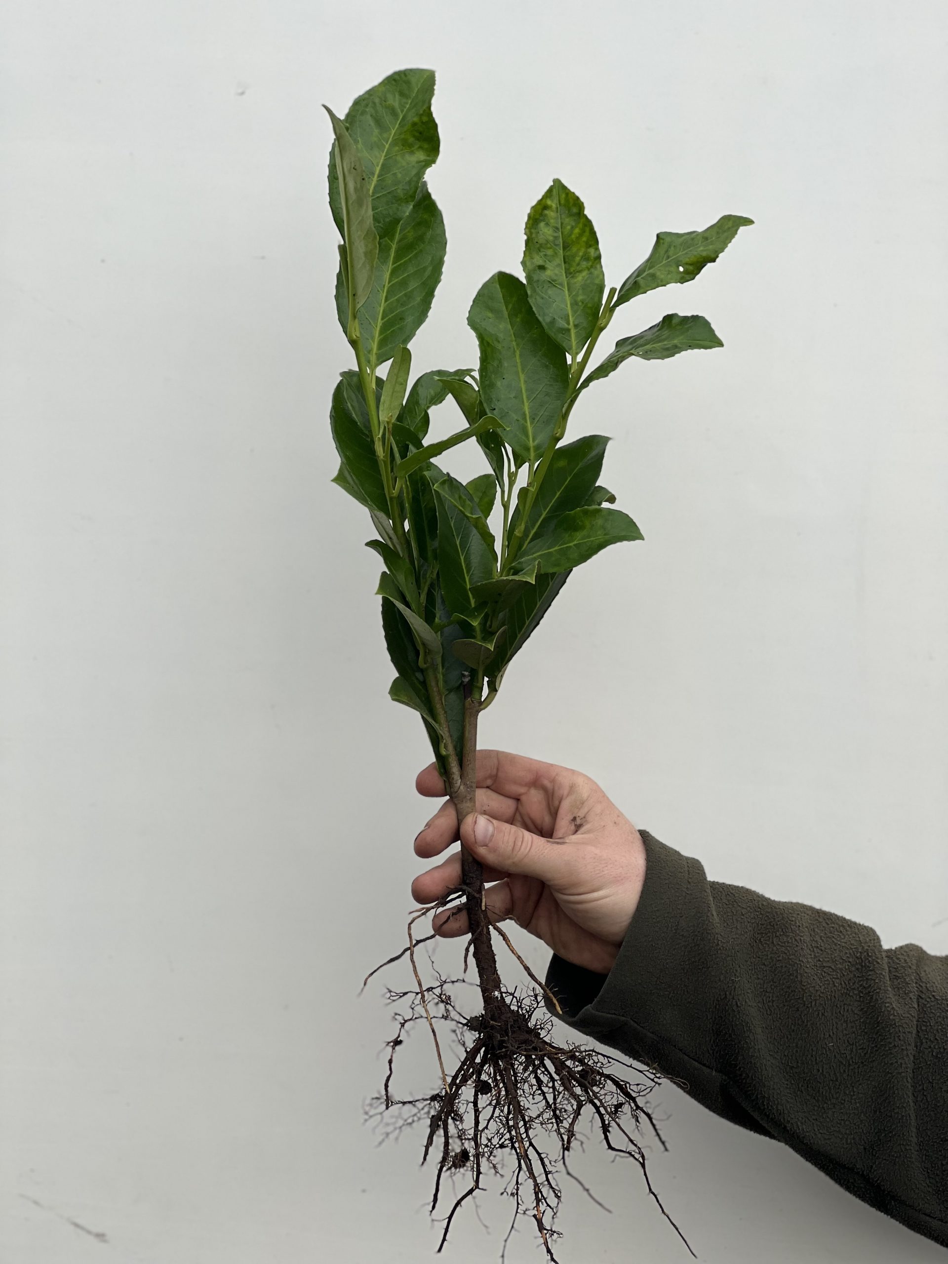 10 x Bare Root Transplants - Laurel & Privet | Proctors Nursery