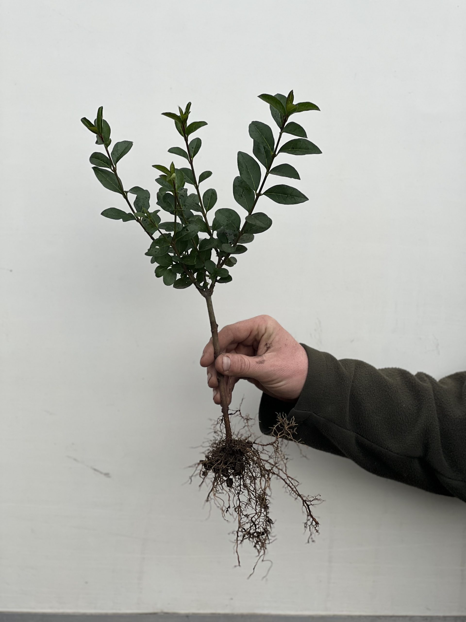 10 x Bare Root Transplants - Laurel & Privet | Proctors Nursery
