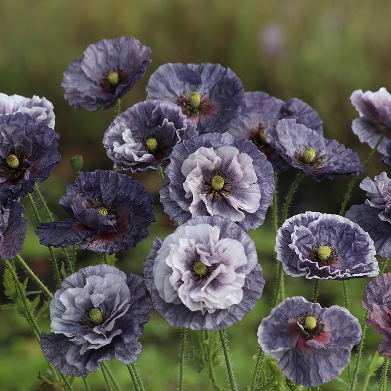 Papaver rhoeas 'Amazing Grey' | Proctors Nursery