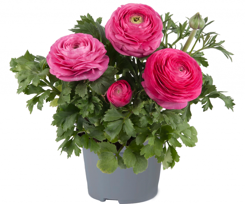 Ranunculus asiaticus 'Vortex Hot Pink' | Ranunculus | Proctors Nursery