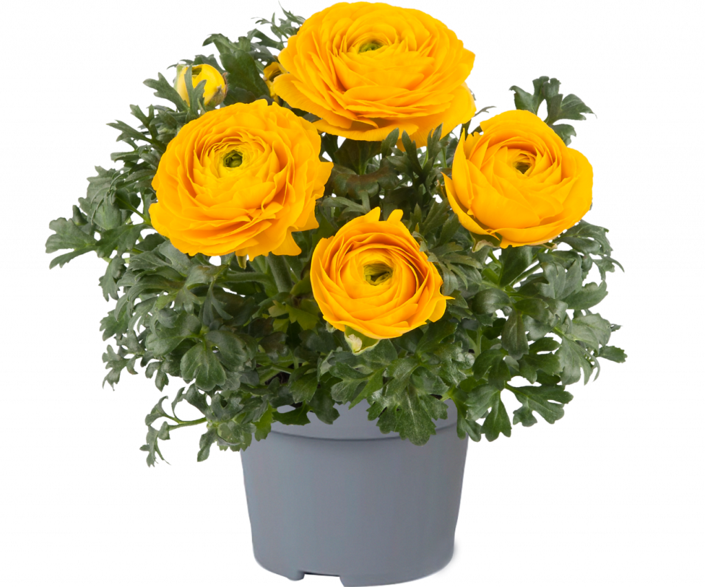 Ranunculus asiaticus 'Vortex Golden Yellow' | Proctors Nursery