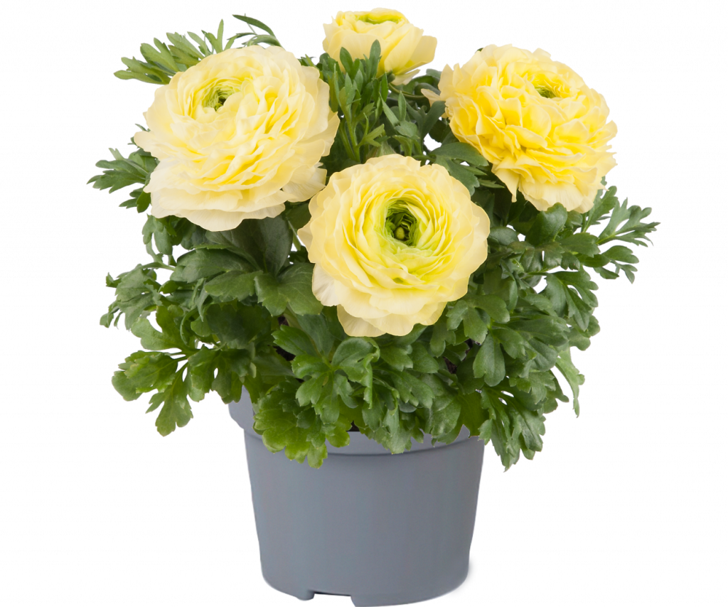 Ranunculus asiaticus 'Vortex Lemonade' | Ranunculus | Proctors Nursery