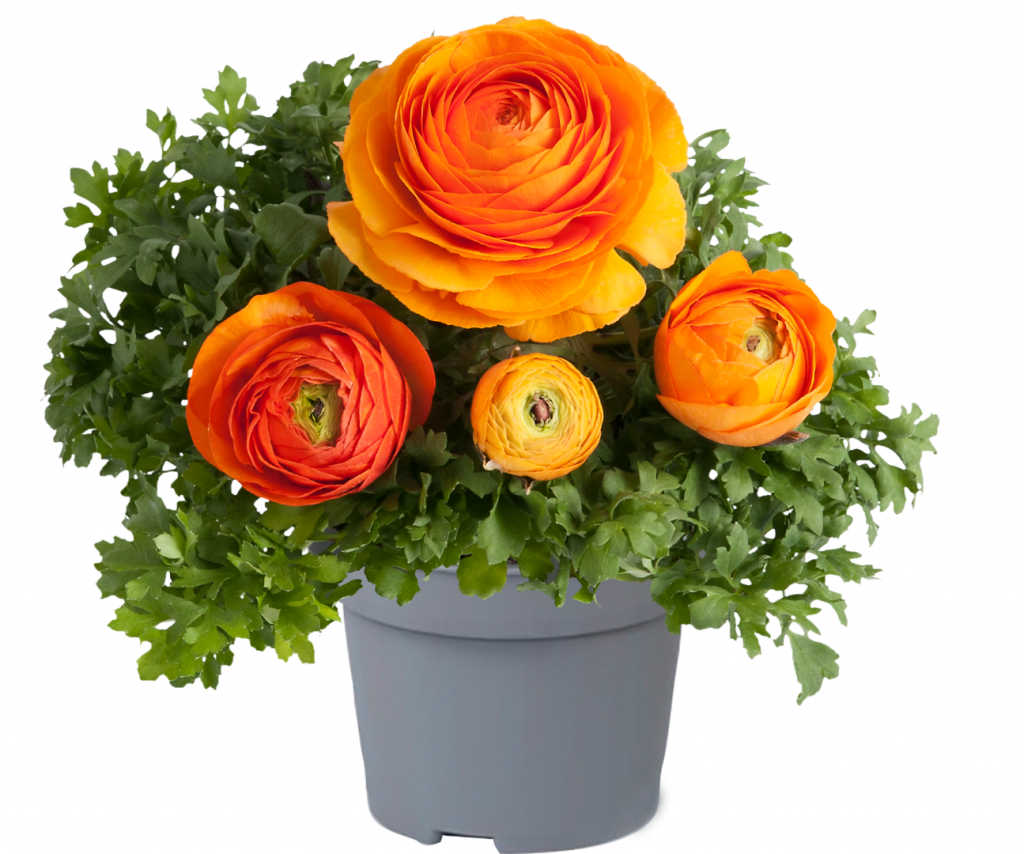 Ranunculus asiaticus 'Vortex Orange' | Ranunculus | Proctors Nursery