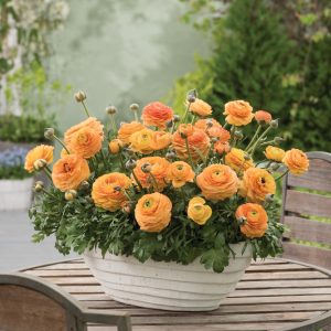 Ranunculus | Shop Well Established Ranunculus | Proctors Nursery