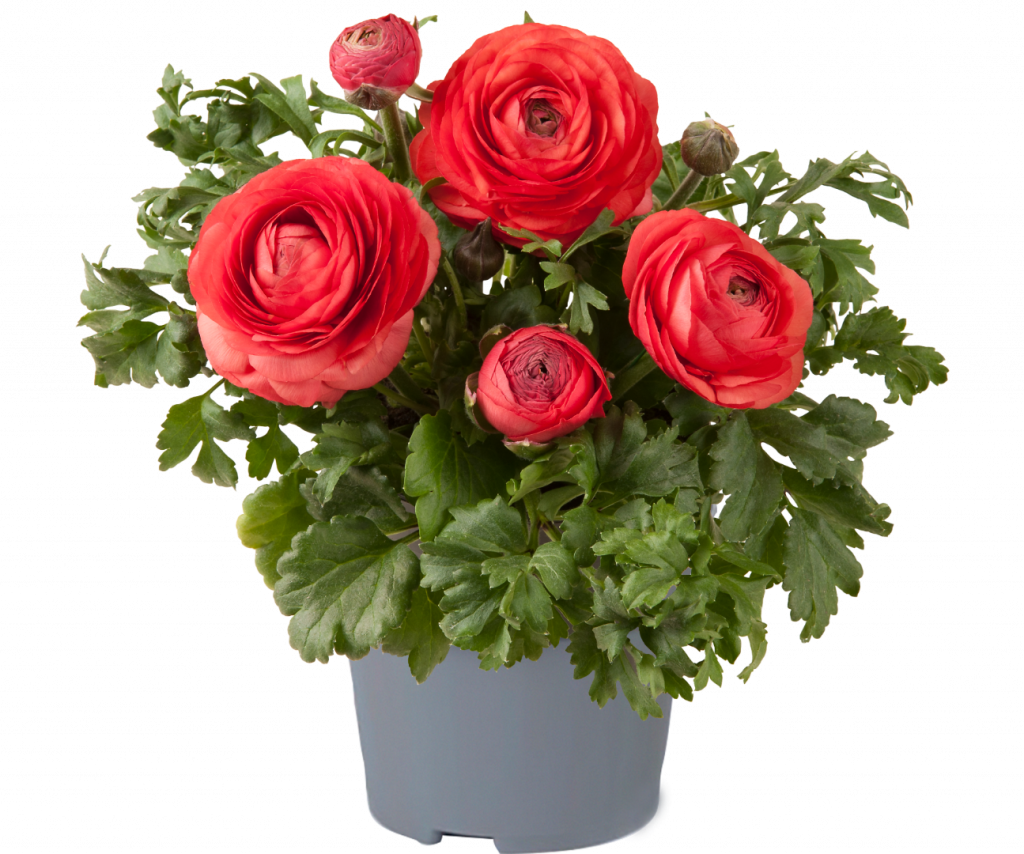 Ranunculus asiaticus 'Vortex Orange Pink' | Ranunculus | Proctors Nursery