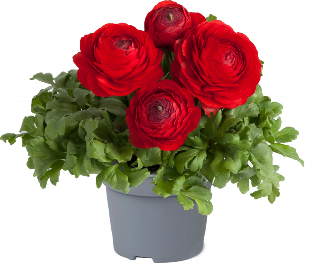 Ranunculus asiaticus 'Vortex Red' | Shop Ranunculus | Proctors Nursery