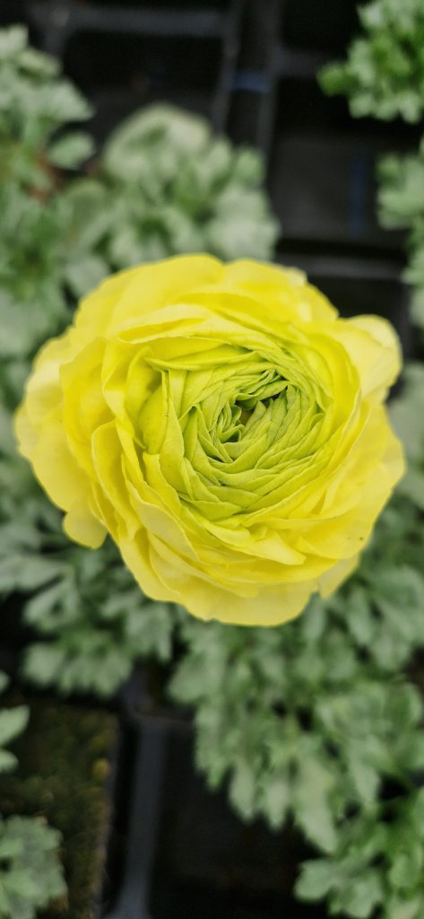 Ranunculus asiaticus 'Vortex Lemonade' | Ranunculus | Proctors Nursery