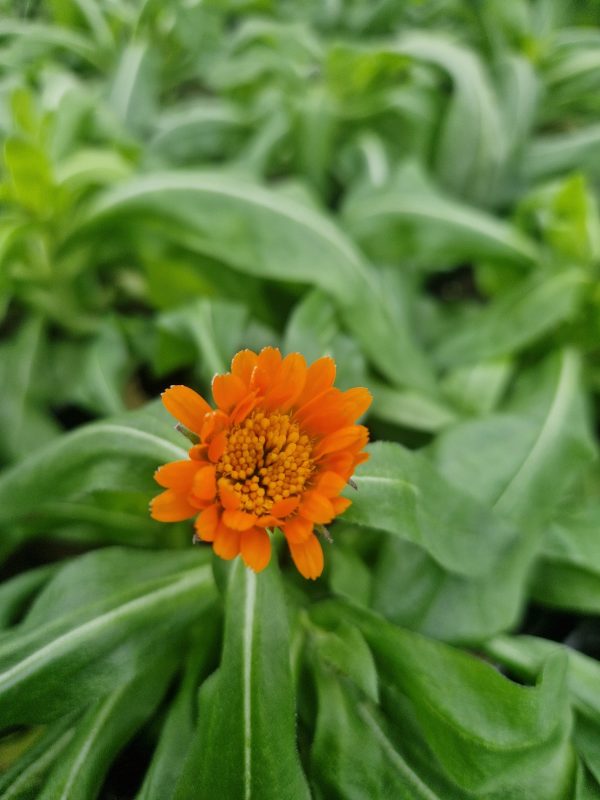 Calendula officinalis 'Oopsy Daisy' | Proctors Nursery