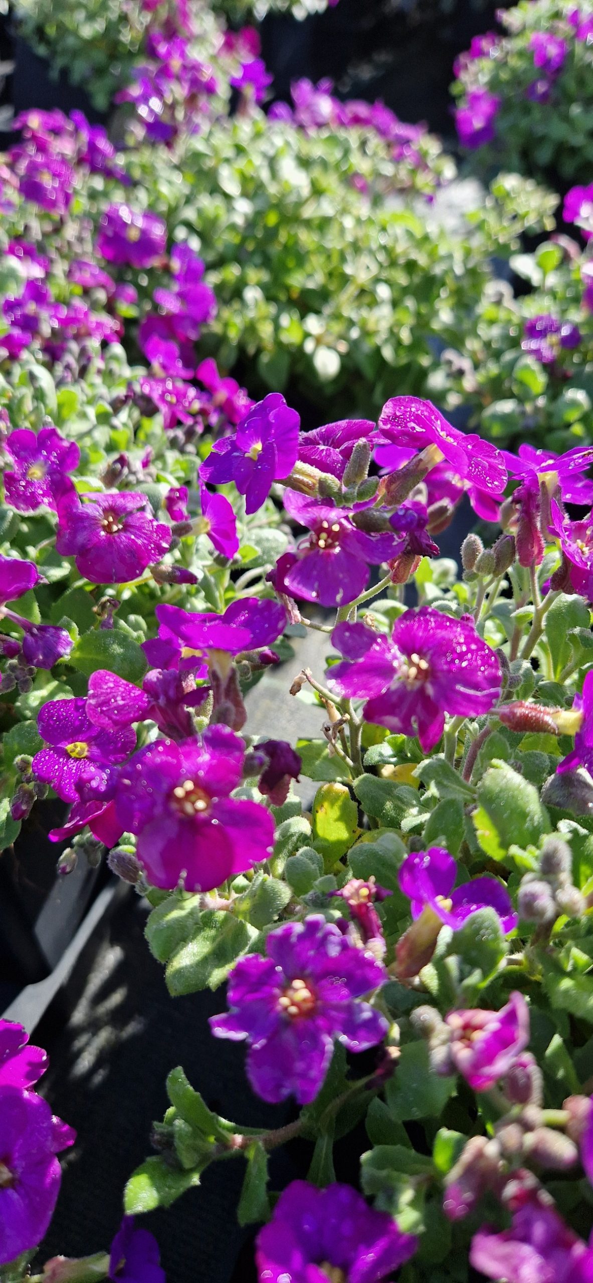 Aubrieta 'Audrey F1 Deep Blue' | Shop Aubrieta | Proctors Nursery