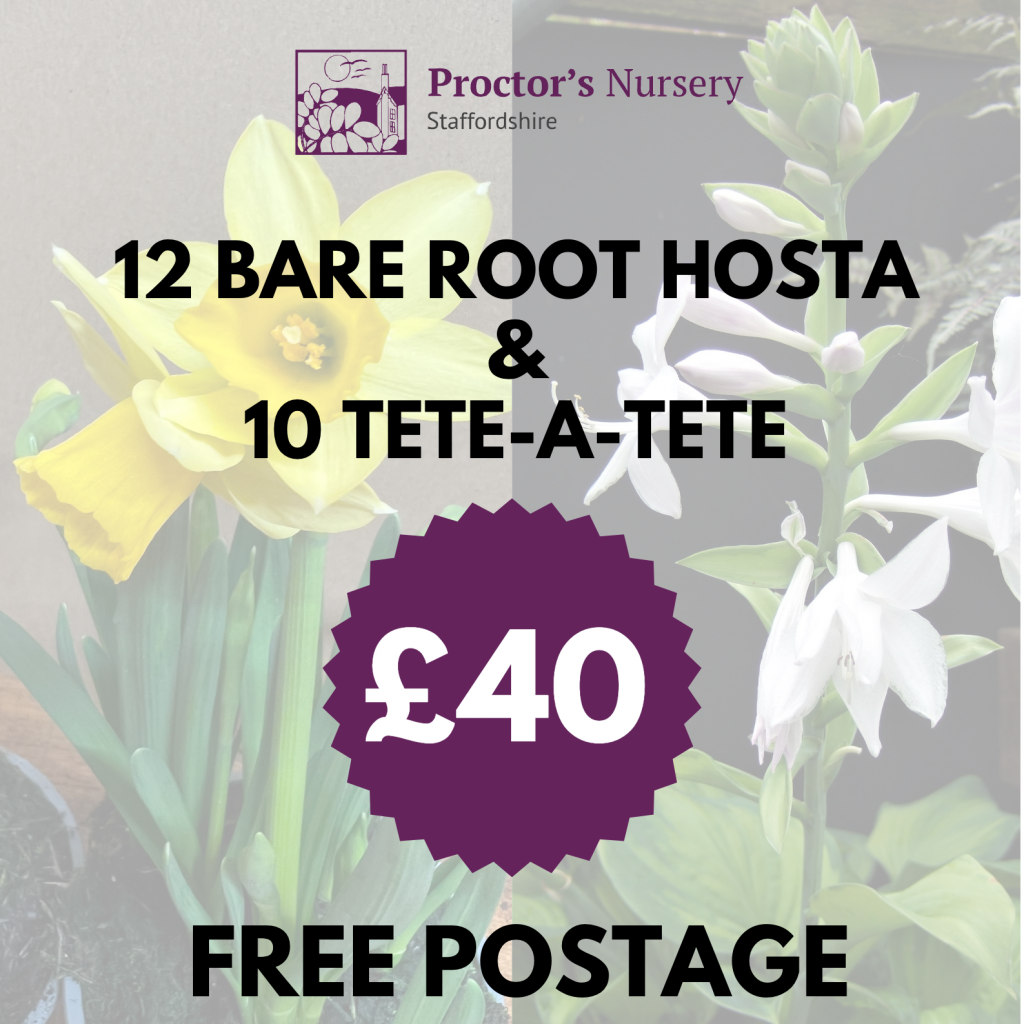 Offers | Proctors Nursery