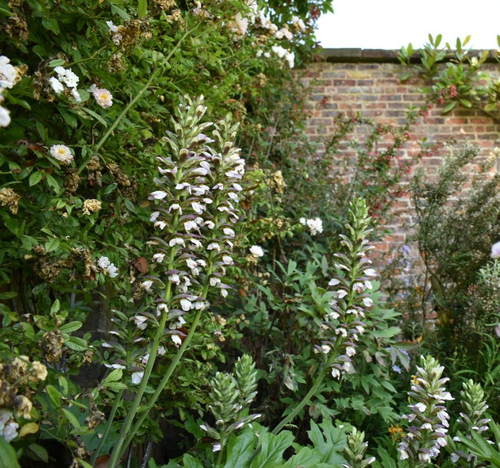 Acanthus mollis | Shop Well Established Acanthus | Proctors Nursery