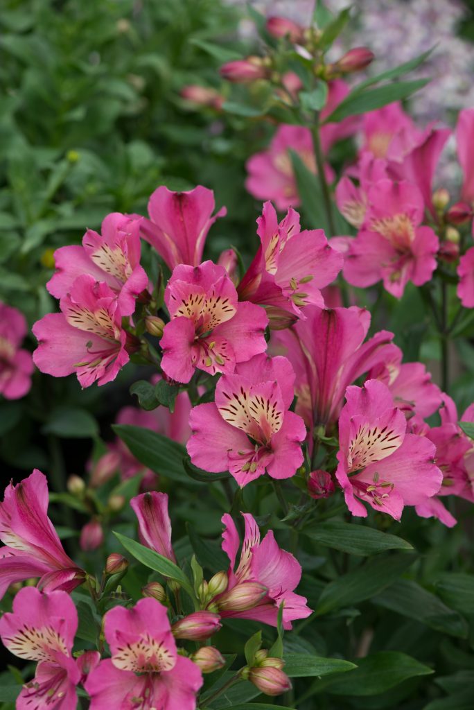Alstroemeria Summer Paradise Collection 'Summer Saint'