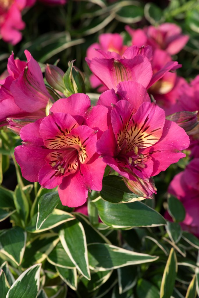 Alstroemeria Summer Paradise Collection 'Valley River' | Proctors Nursery