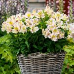 Alstroemeria Summer Paradise Collection 'Valley Times' | Proctors Nursery
