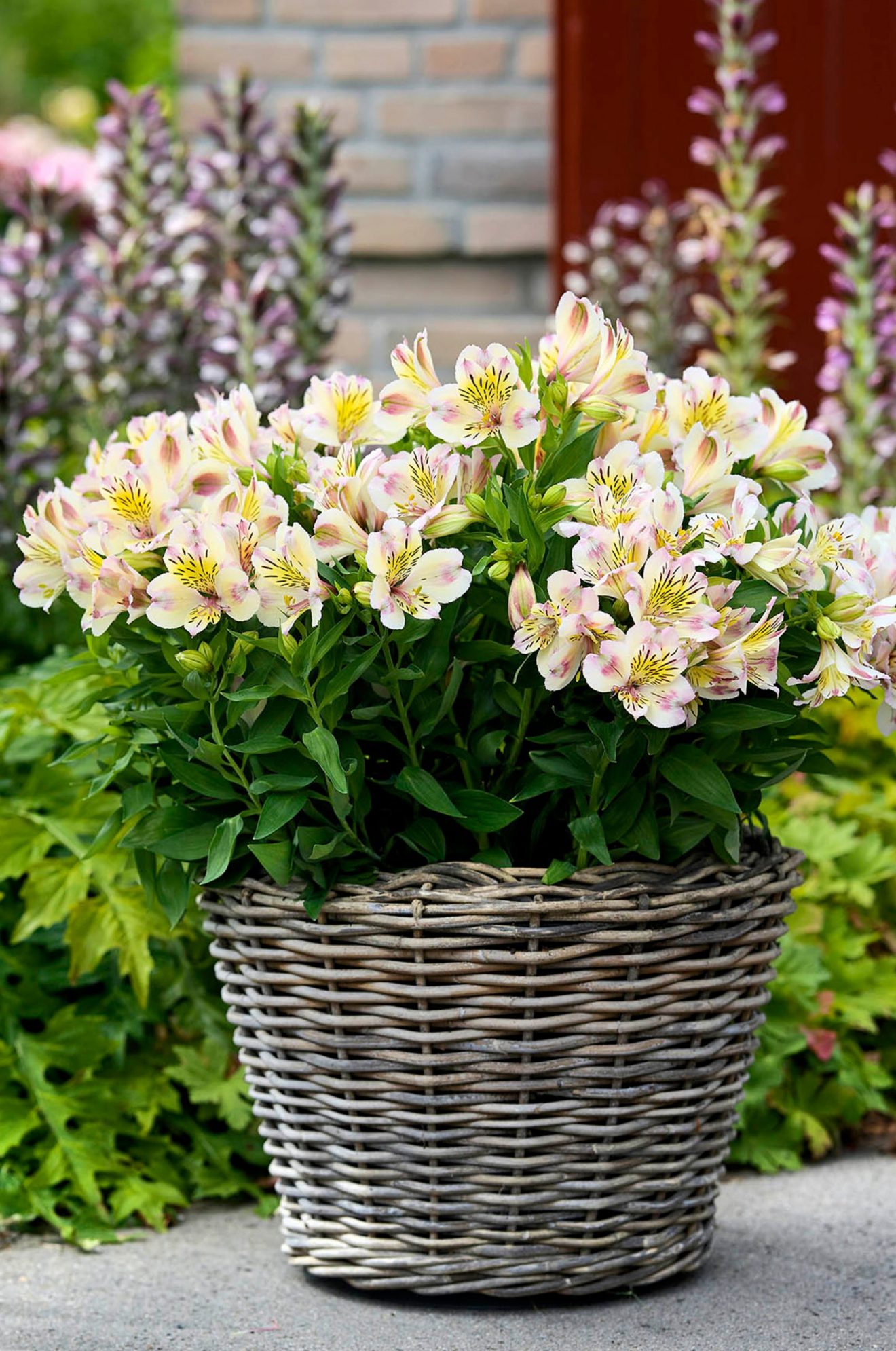 Alstroemeria Summer Paradise Collection 'Valley Times' | Proctors Nursery