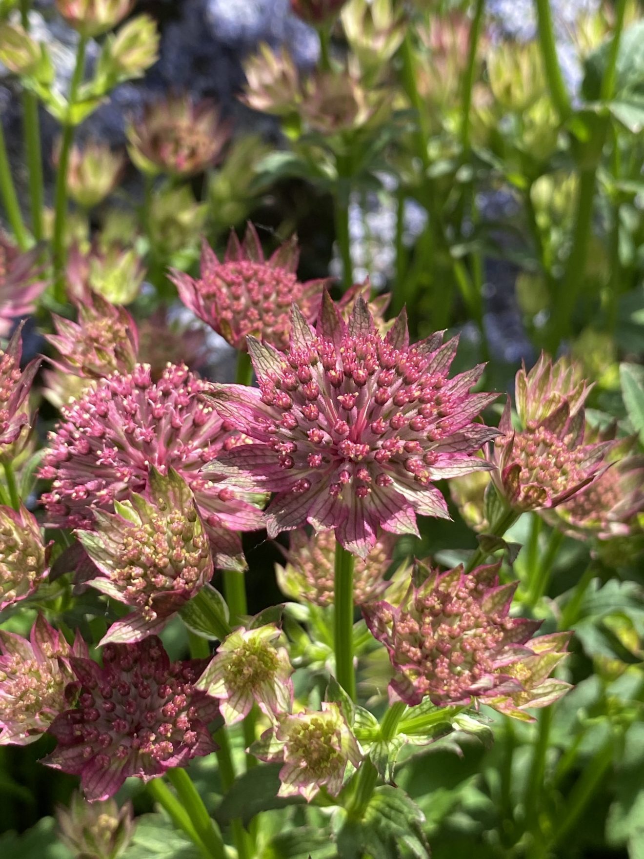Astrantia major 'Pink Pride' | Shop Established Astrantia | Proctors ...