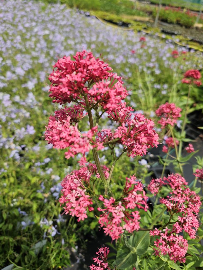 Centranthus ruber 'Pretty Betsy' | Shop Centranthus | Proctors Nursery