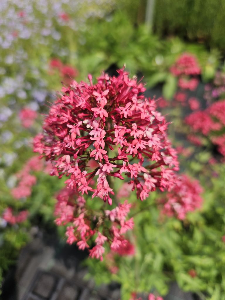 Centranthus ruber 'Pretty Betsy' | Shop Centranthus | Proctors Nursery