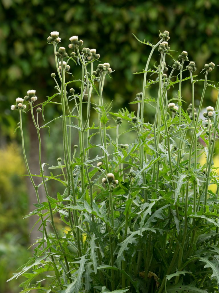 Cirsium rivulare 'Frosted Magic' | Proctors Nursery
