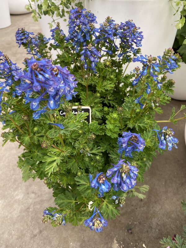 Corydalis calycosa | Shop Well Established Corydalis | Proctors Nursery