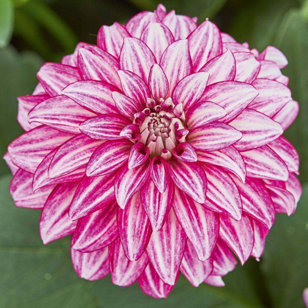 Dahlia 'Lubega Power Cherry Stripes' PBR | Shop Dahlia | Proctors Nursery