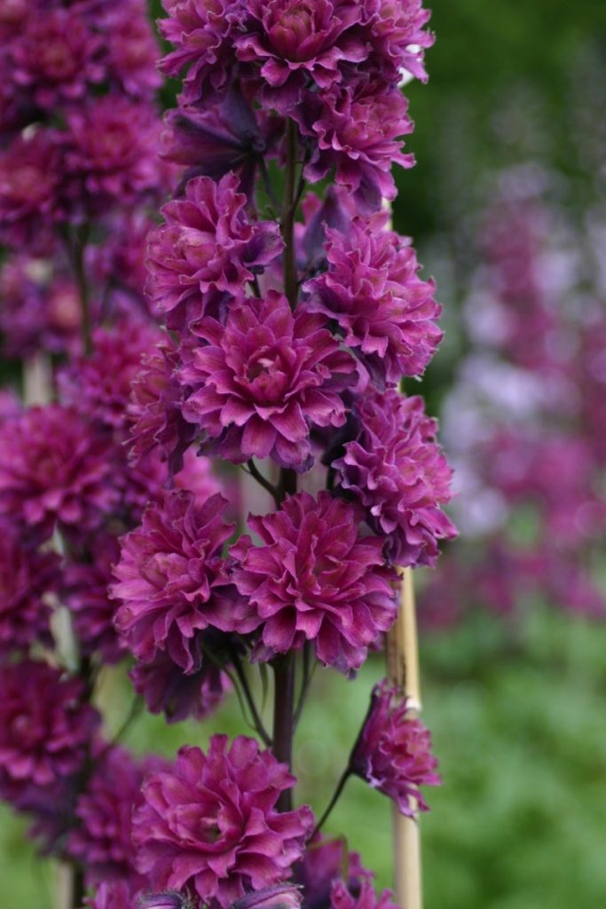Delphinium 'Highlander Flamenco' | Shop Delphiniums | Proctors Nursery