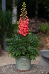 Delphinium 'Red Lark' | Shop Established Delphiniums | Proctors Nursery