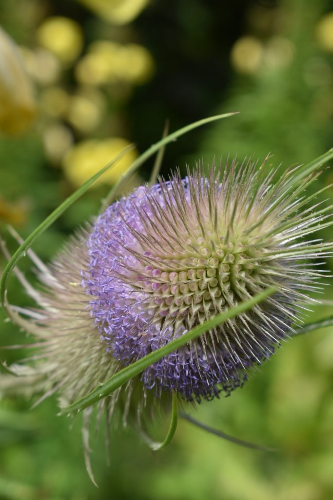Dipsacus fullonum (Teasel) | Shop Established Dipascus | Proctors Nursery