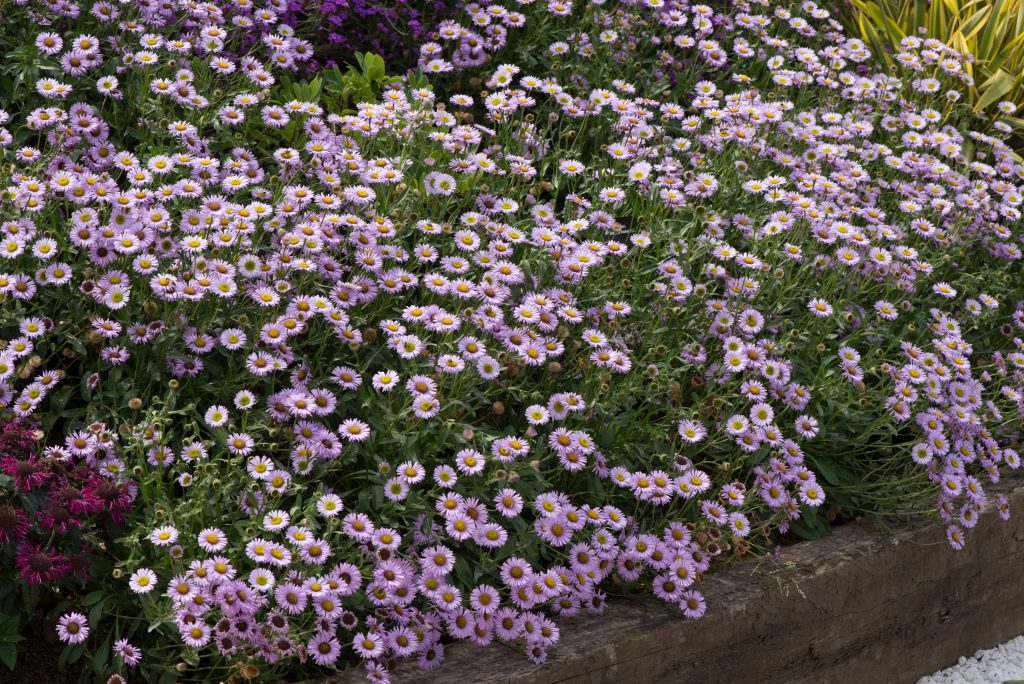 Erigeron 'Wayne Roderick' | Shop Established Erigeon | Proctors Nursery