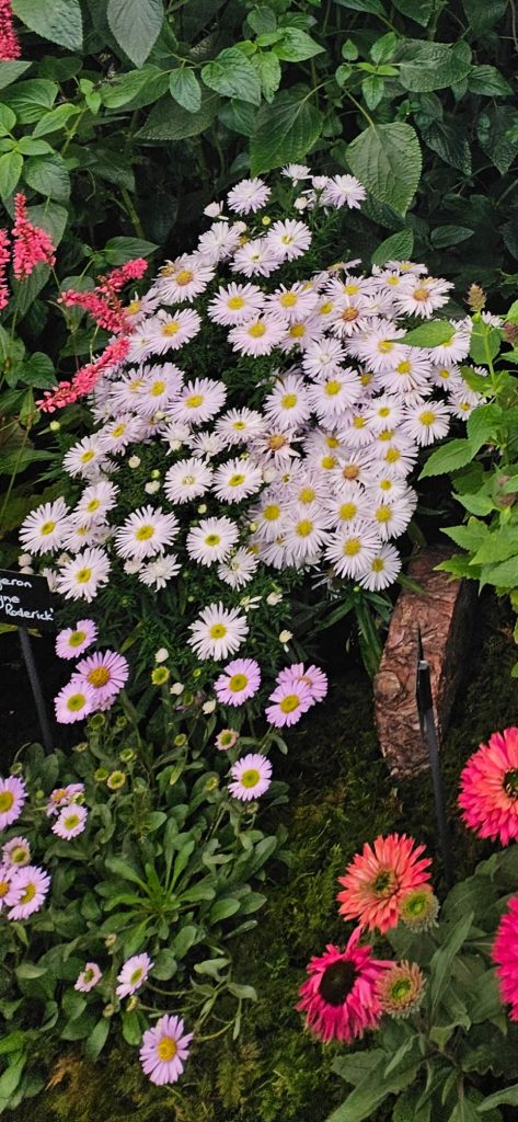 Erigeron 'Wayne Roderick' | Shop Established Erigeon | Proctors Nursery