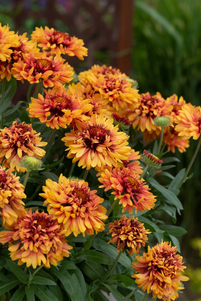 Gaillardia x grandiflora 'Sunset Orange Ruffles' | Proctors Nursery