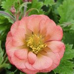 Buy Geum Plants Online | Online Shop | Proctors Nursery